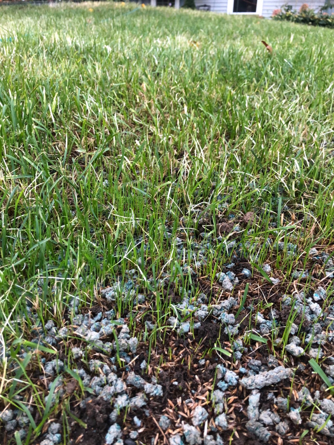 Cool Season Lawn Care Plans, Guides & DIY Tips - Lawn Phix - Lawn Phix