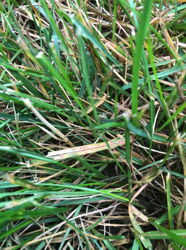 Why Is My Grass Turning Yellow? (This Is Why Your Grass Is Not Green ...