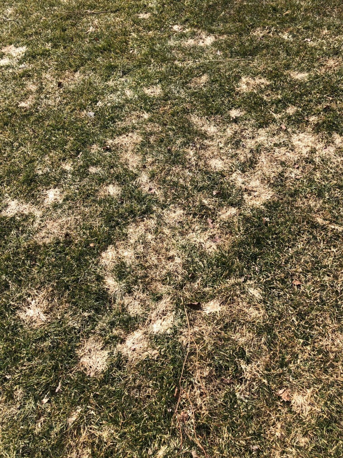 Snow Mold - How To Treat Snow Mold In Your Lawns (Typhula Blight ...