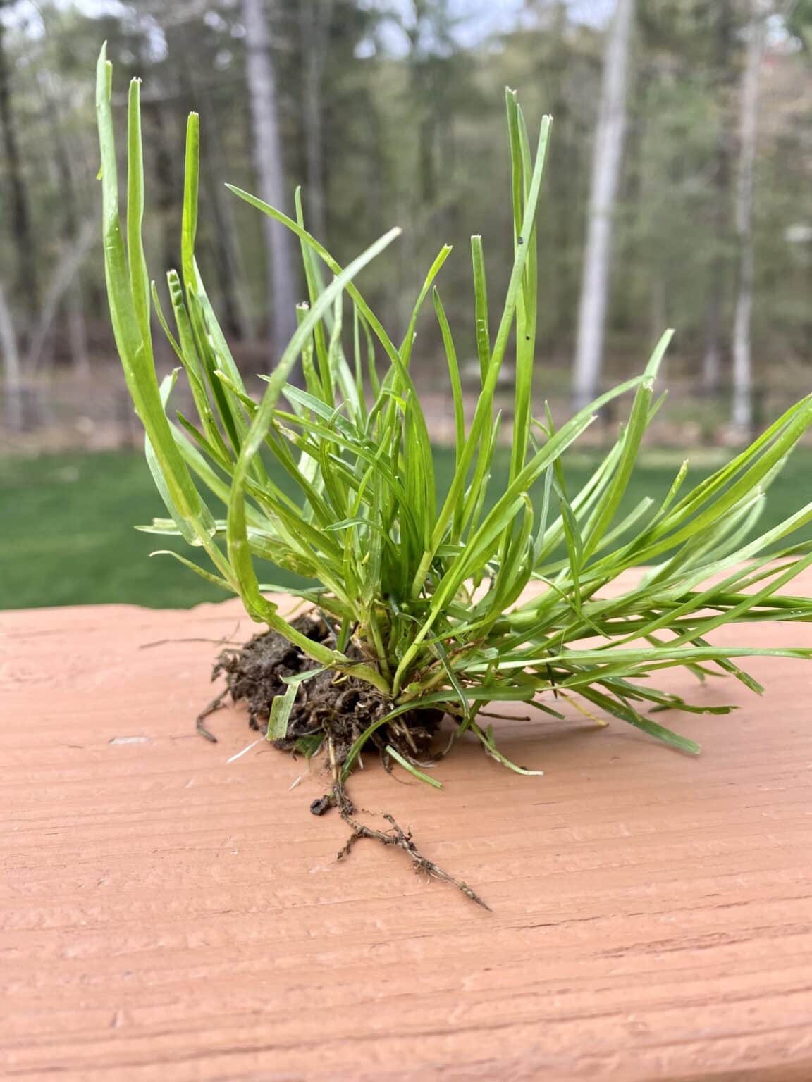 Poa Trivialis (Poa Triv Control) A Complete Guide To Poa Triv (Rough ...