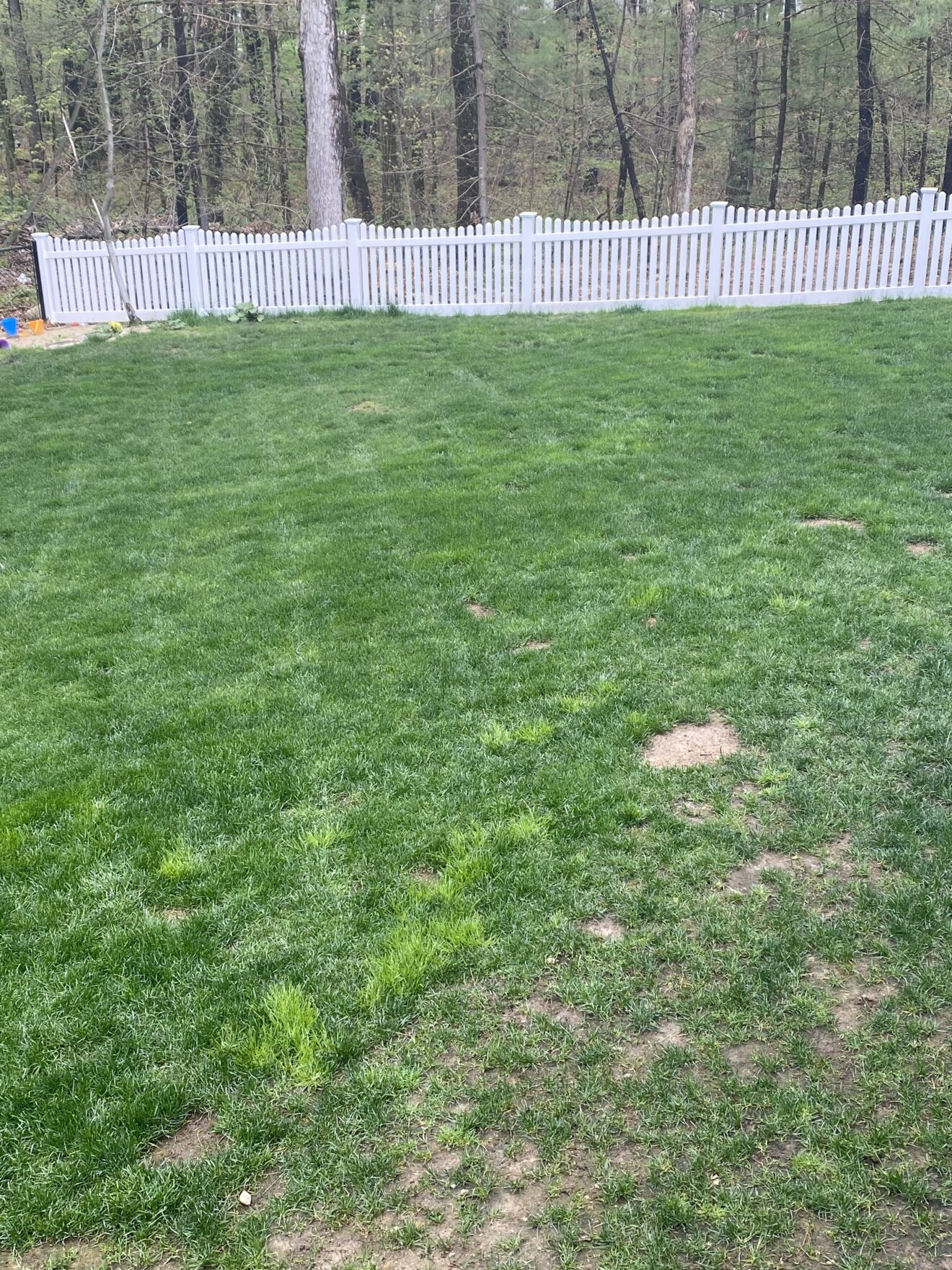 Poa Trivialis (Poa Triv Control) A Complete Guide To Poa Triv (Rough ...