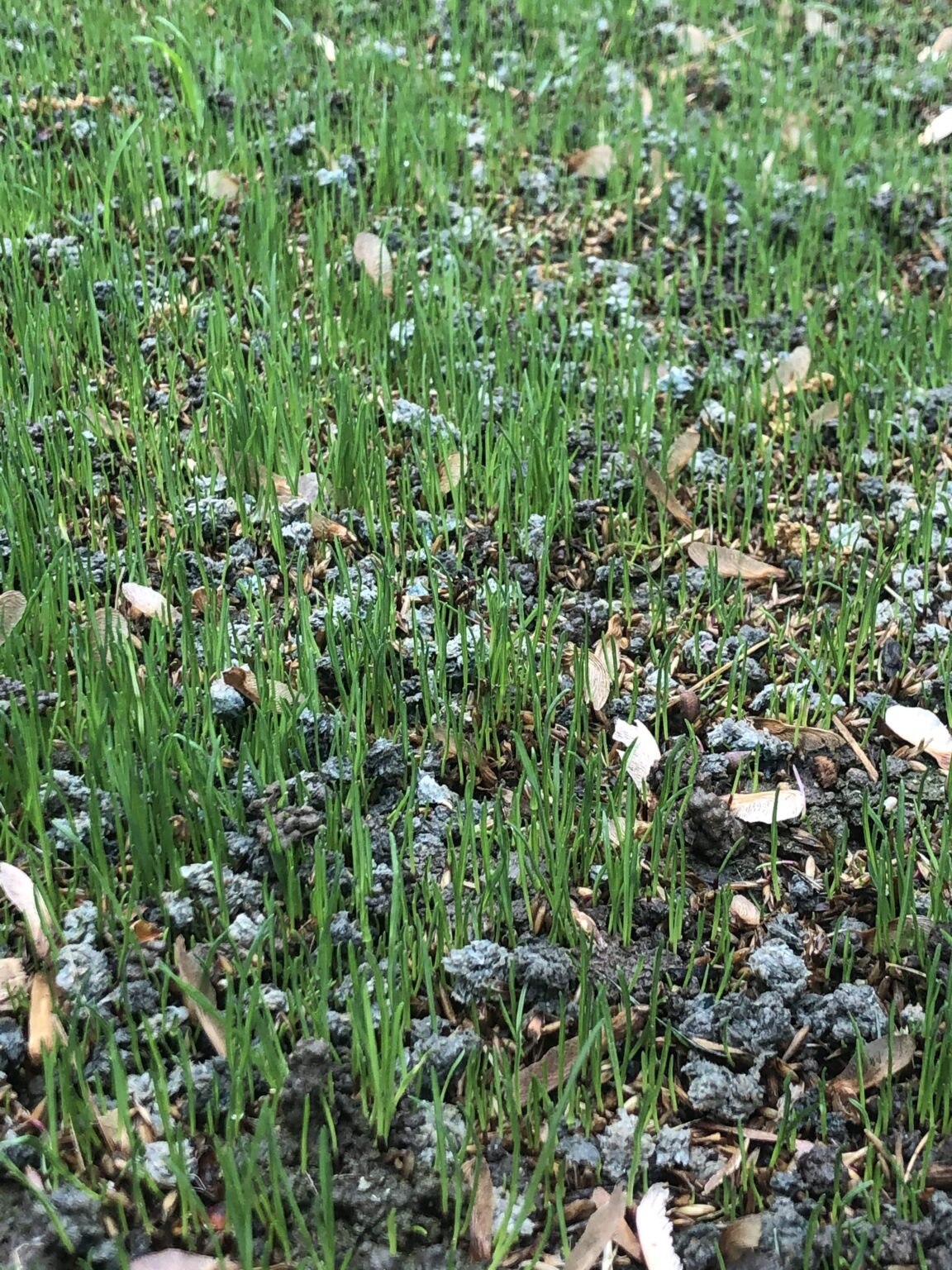 Straw Cover For Grass Seed (2023) Using Straw Grass Seed Cover ...