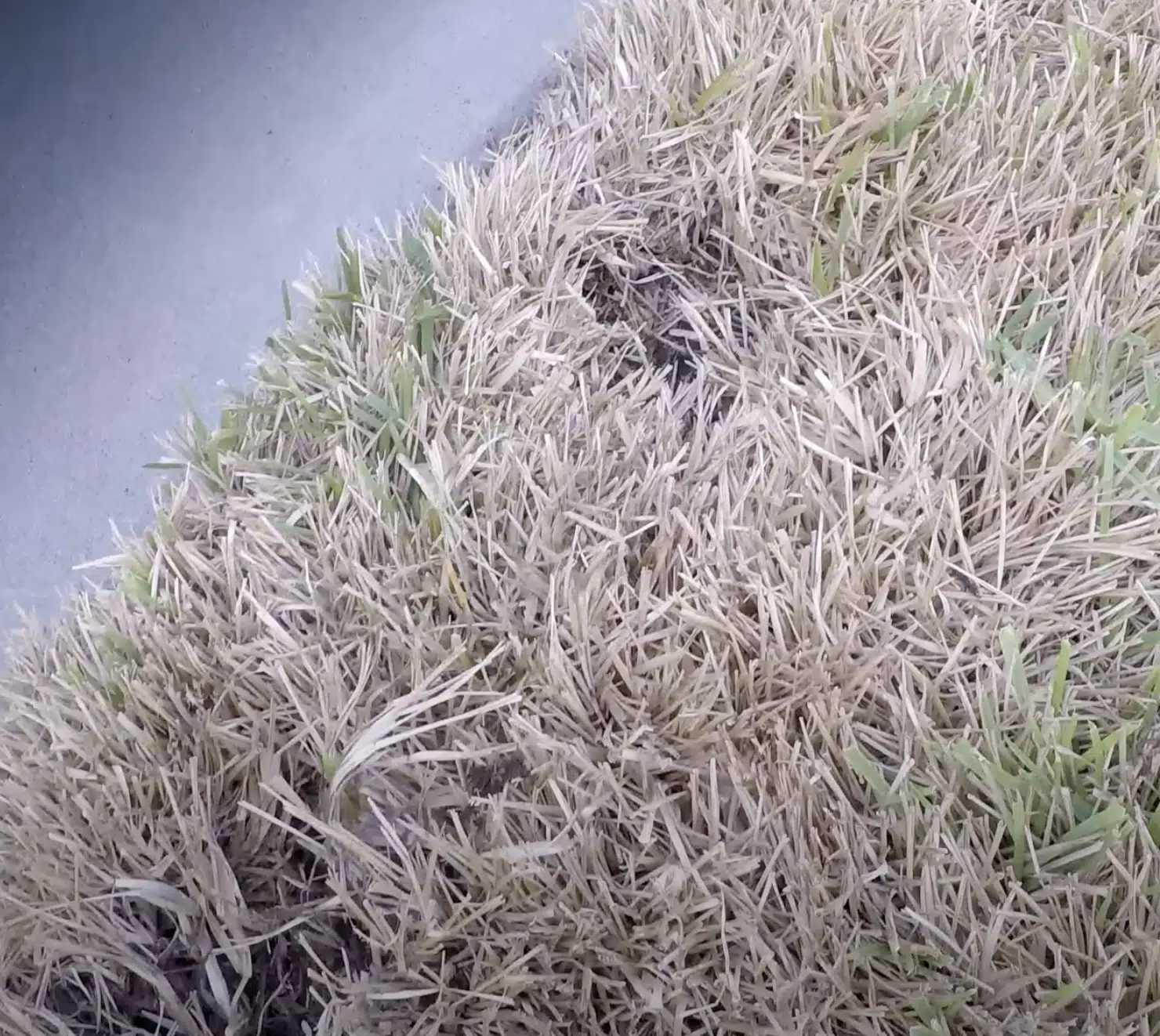 Take-All Root Rot Vs Brown Patch Lawn Disease – What's The Difference ...