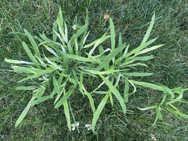 Testing The 5 Best Crabgrass Killers Of 2024 (+ Image Comparison) Lawn Phix