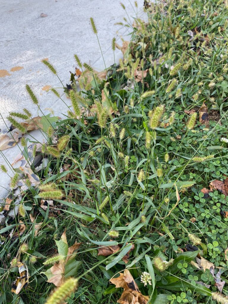How To Get Rid Of Foxtail In Lawn (Complete Guide To Foxtail Control ...