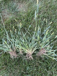 How To Get Rid Of Foxtail In Lawn (Complete Guide To Foxtail Control ...