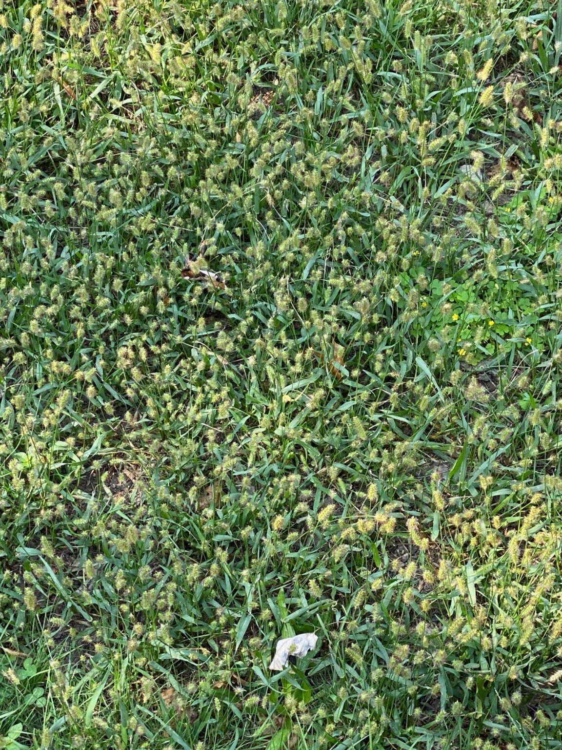 How To Get Rid Of Foxtail In Lawn (Complete Guide To Foxtail Control ...