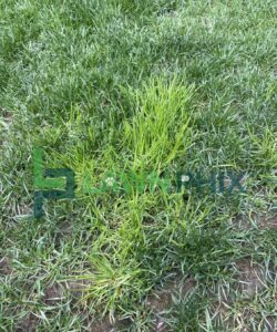 Light Green Patches In Lawn (Answers To Lime Green Sections) Lawn Phix