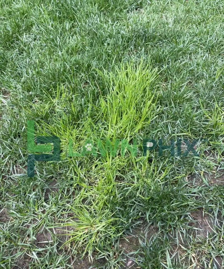 Light Green Patches In Lawn (Answers To Lime Green Sections) Lawn Phix