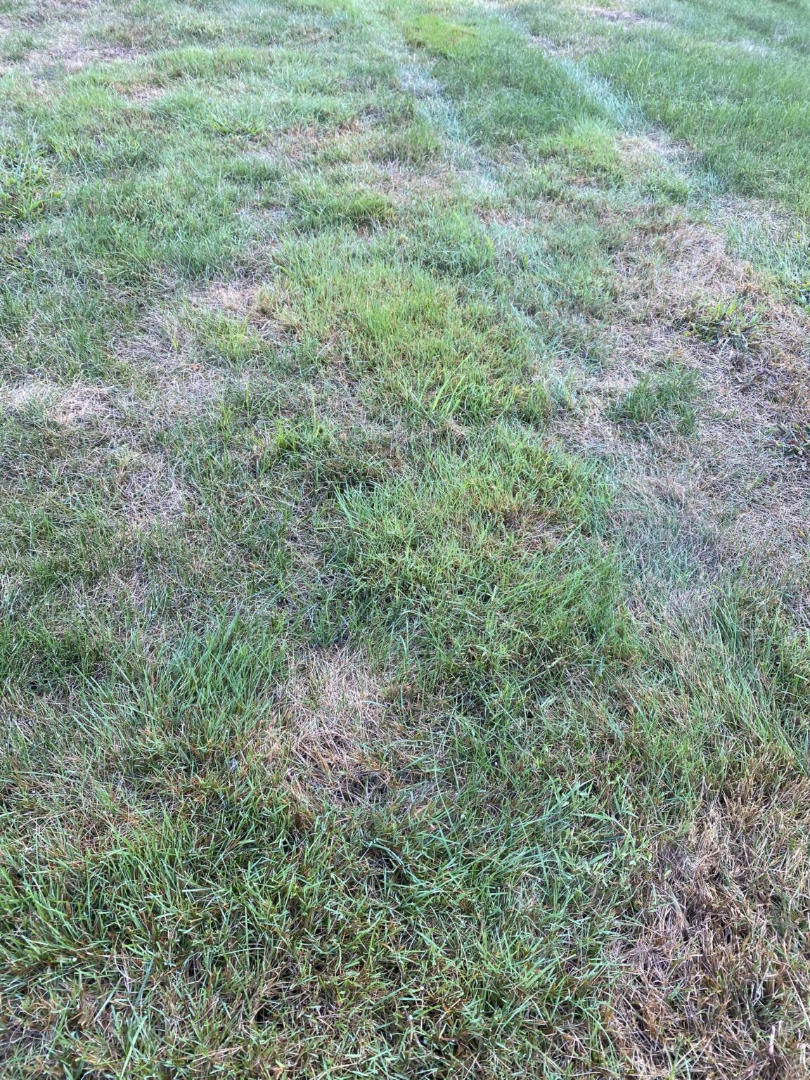 THE 5 BEST Nutsedge Killers (Updated May 2026) Nutgrass Control ...