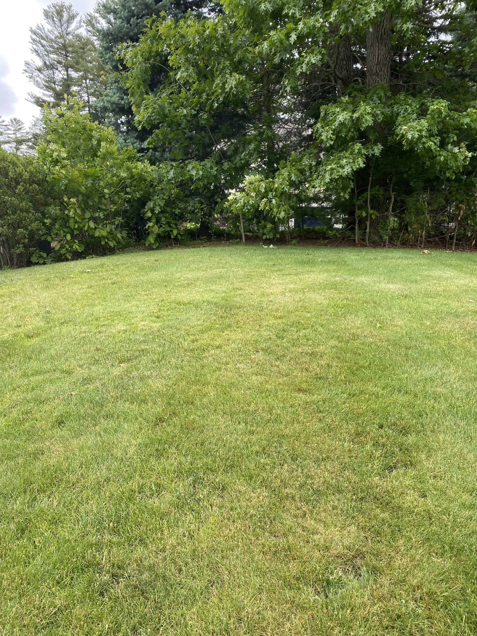 2023 Lawn Care Insights: A Season Of Growth And Grub Control Mastery ...